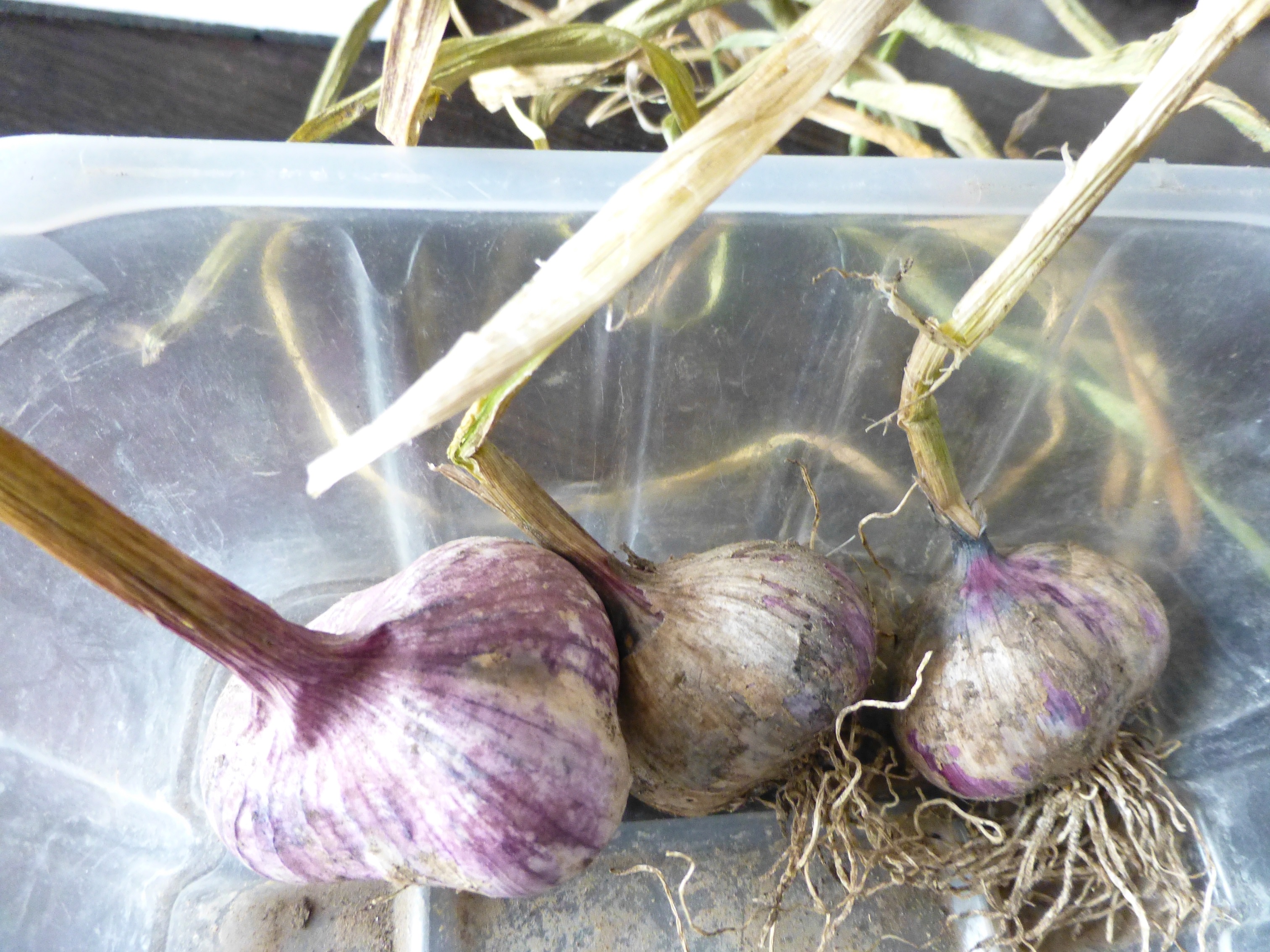 К знатокам чеснока - обсуждение (32294592) на форуме nn.ru